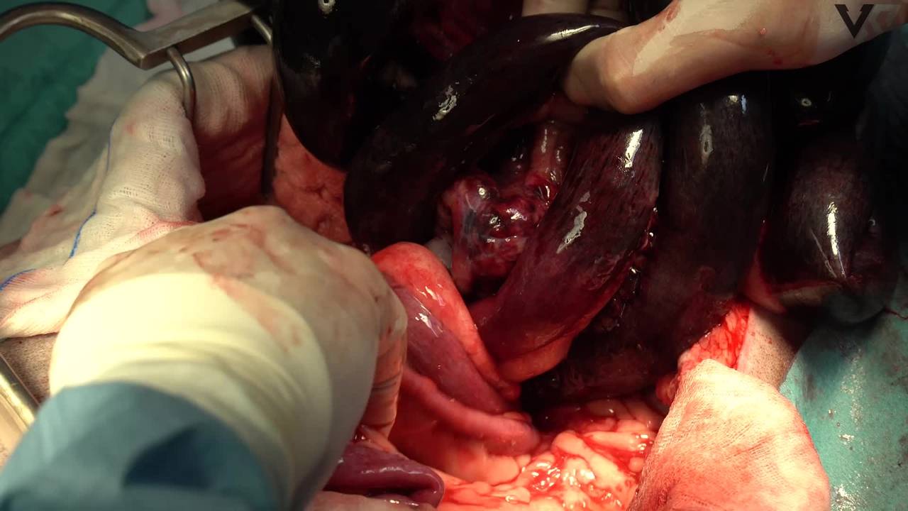 Intestinal Torsion Online Course - MiniVet Guide