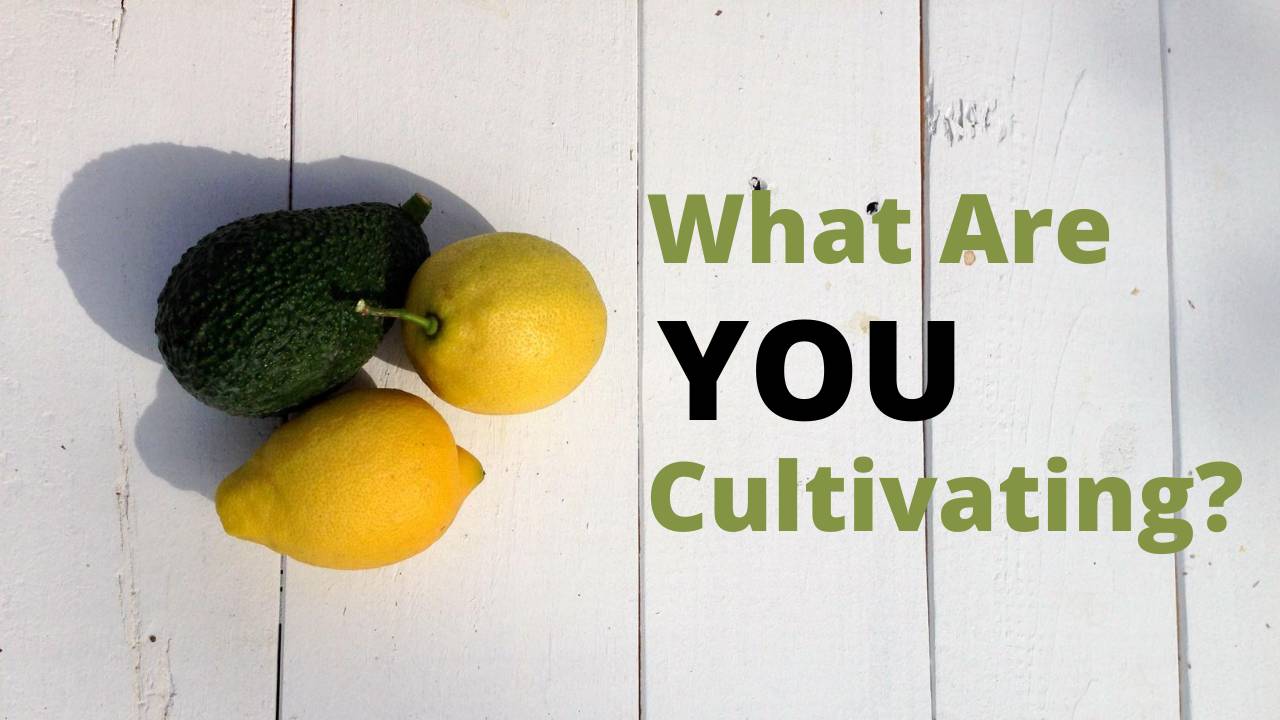 What Are You Cultivating?