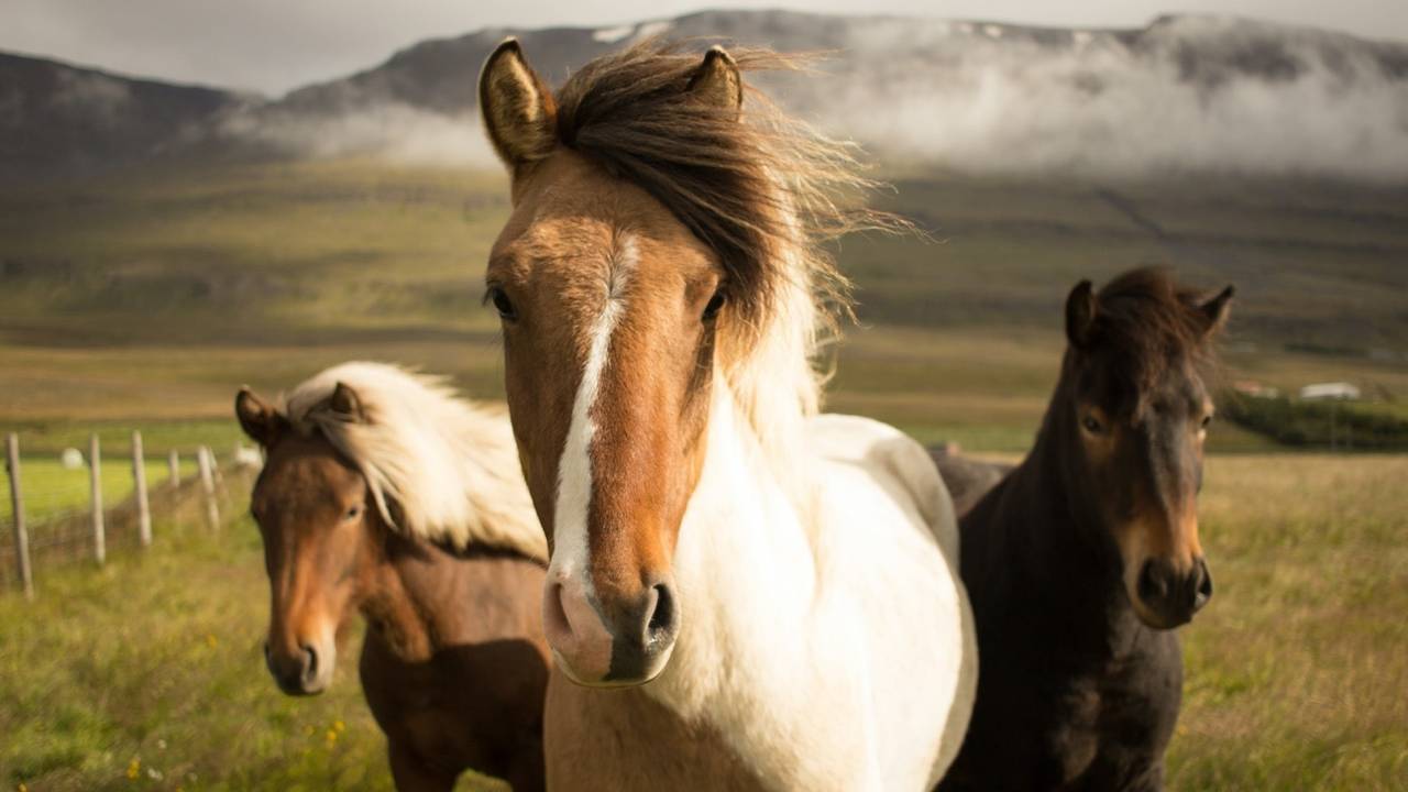 Horse Connection for Kids