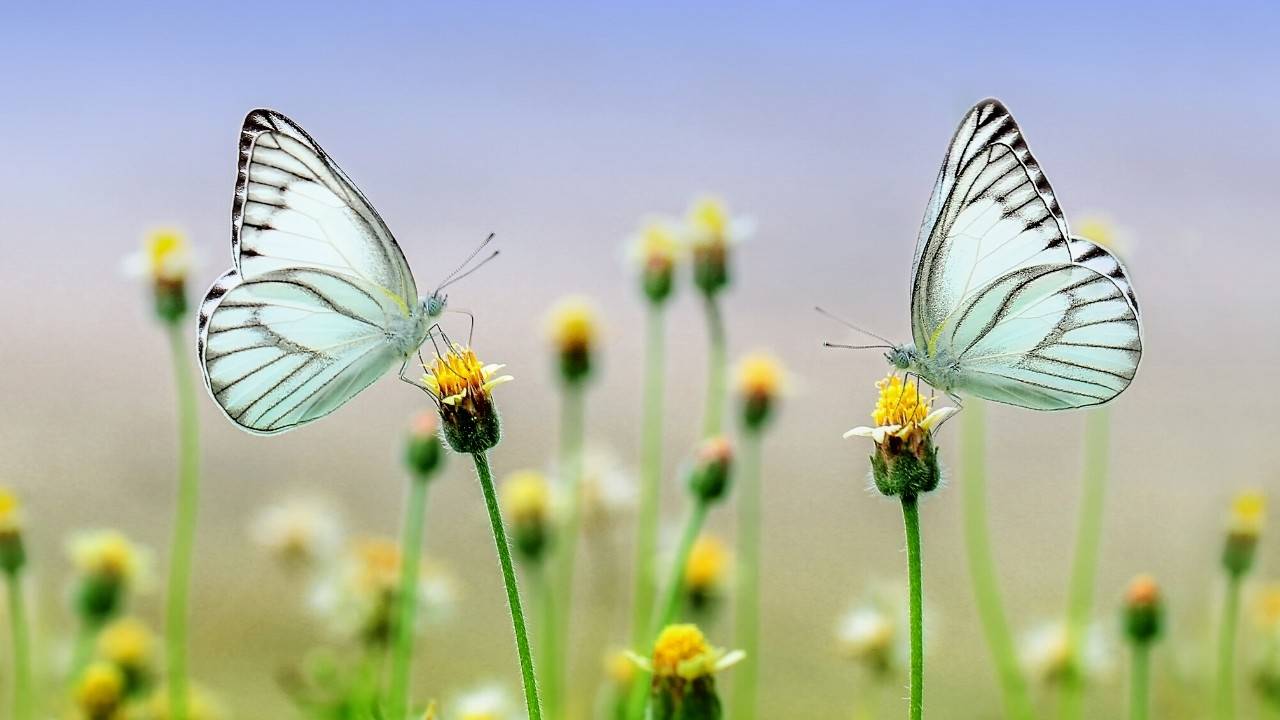 Blossoming Together.