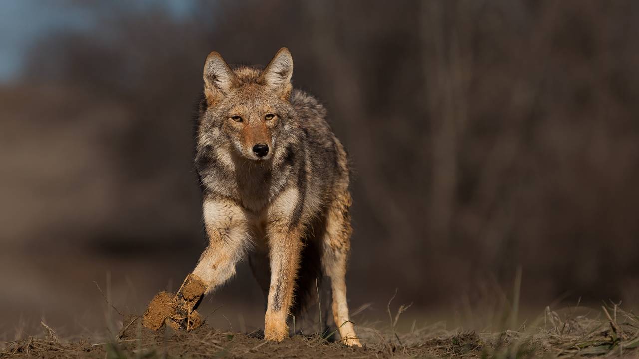 Course Options - Become a member today and start trapping predators