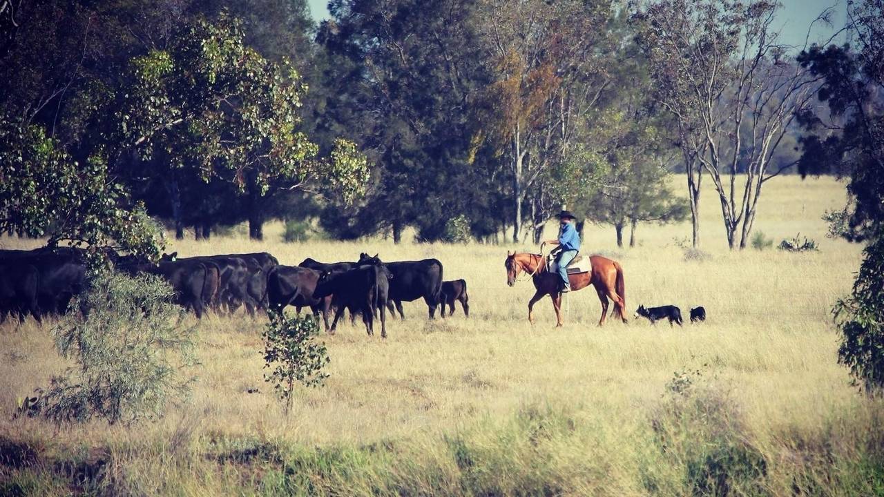 Working Dog Training Online