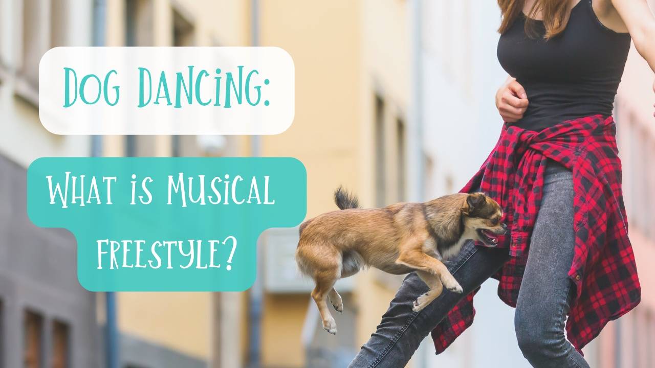 What is canine musical freestyle?