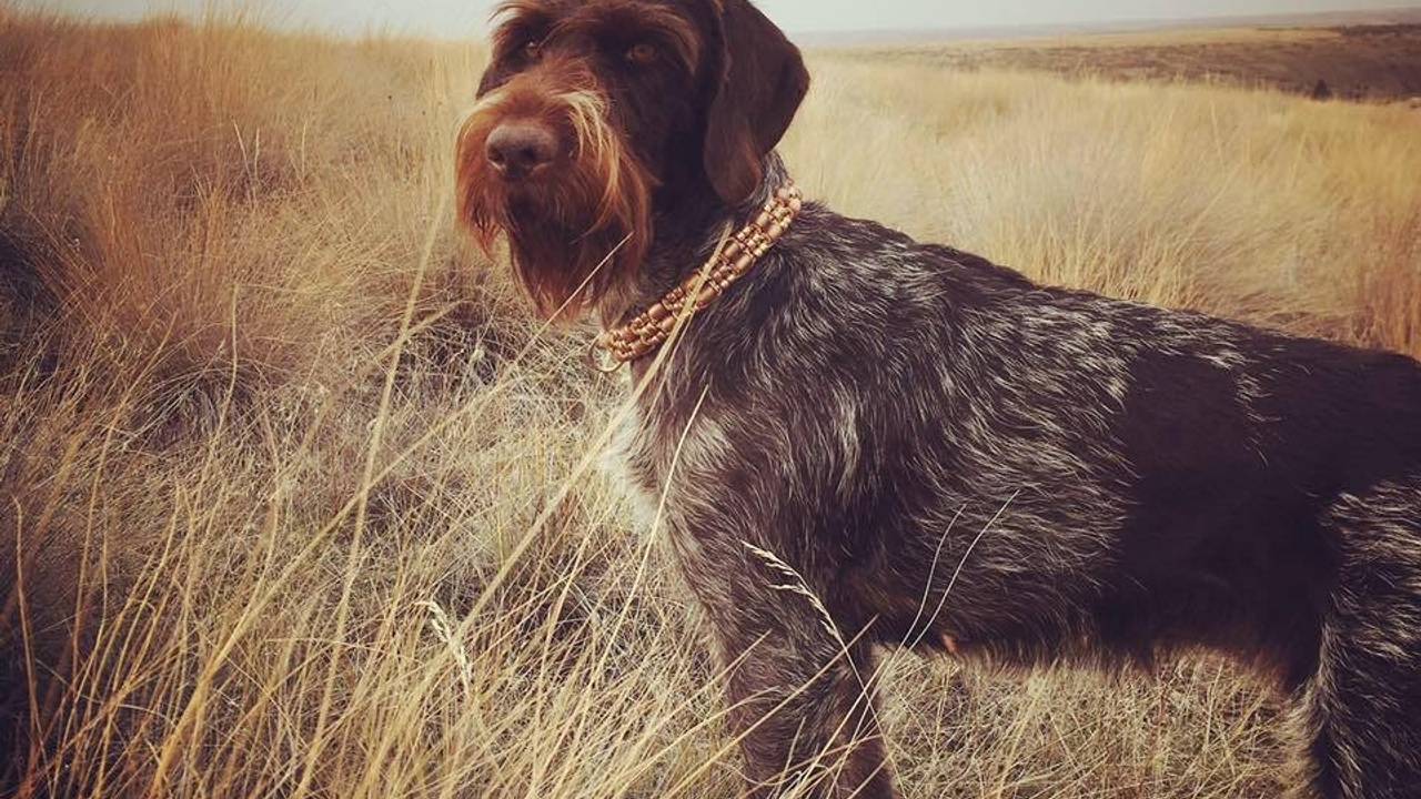 Grooming A German Wirehaired Pointer