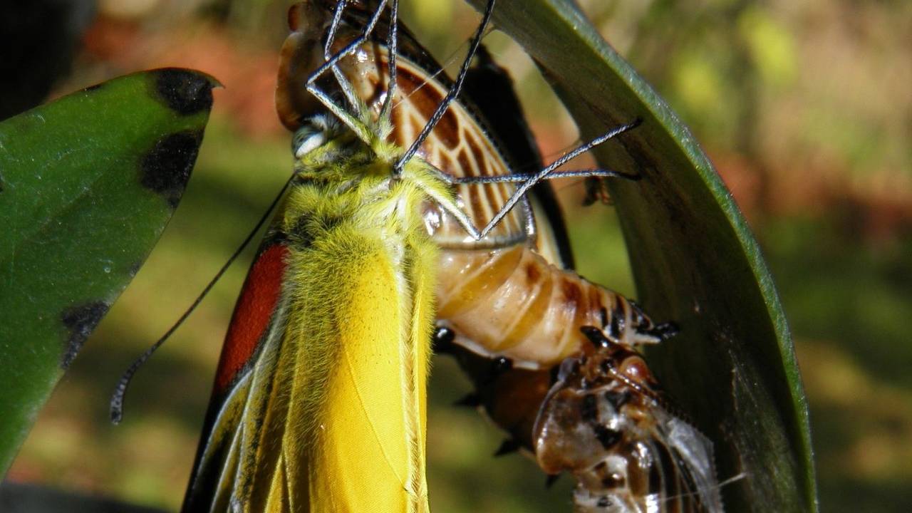 Breaking through the chrysalis to the next chapter in your life