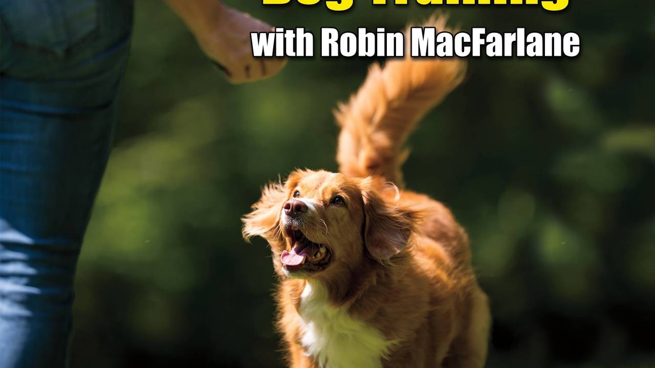 E-Collar Training with Robin MacFarlane -- OFF-LEASH in 30 DAYS