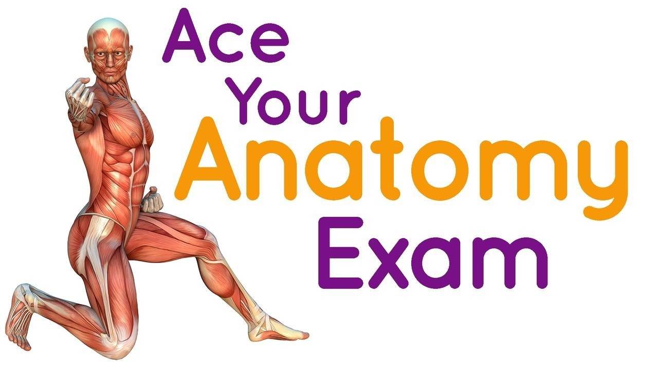 Test - Superficial Forearm Flexors