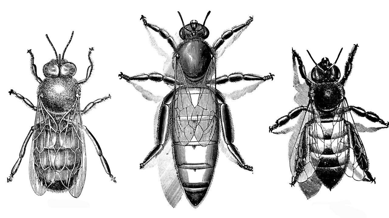 A tale of three bees