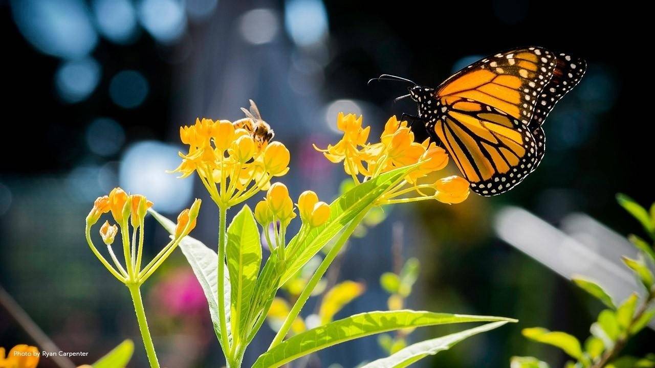 The Life of a Butterfly and How to Make a Butterfly Garden