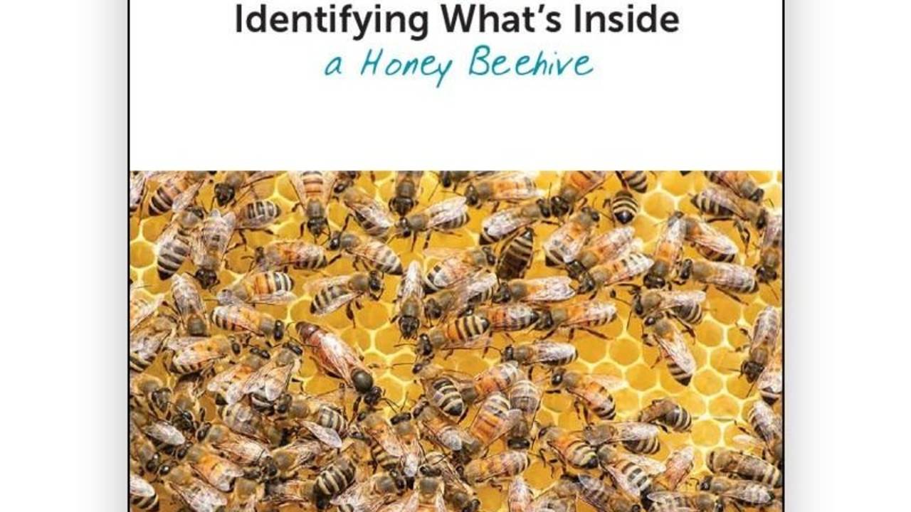 Identify What's Inside a Beehive Free Book - Beekeeping Basics