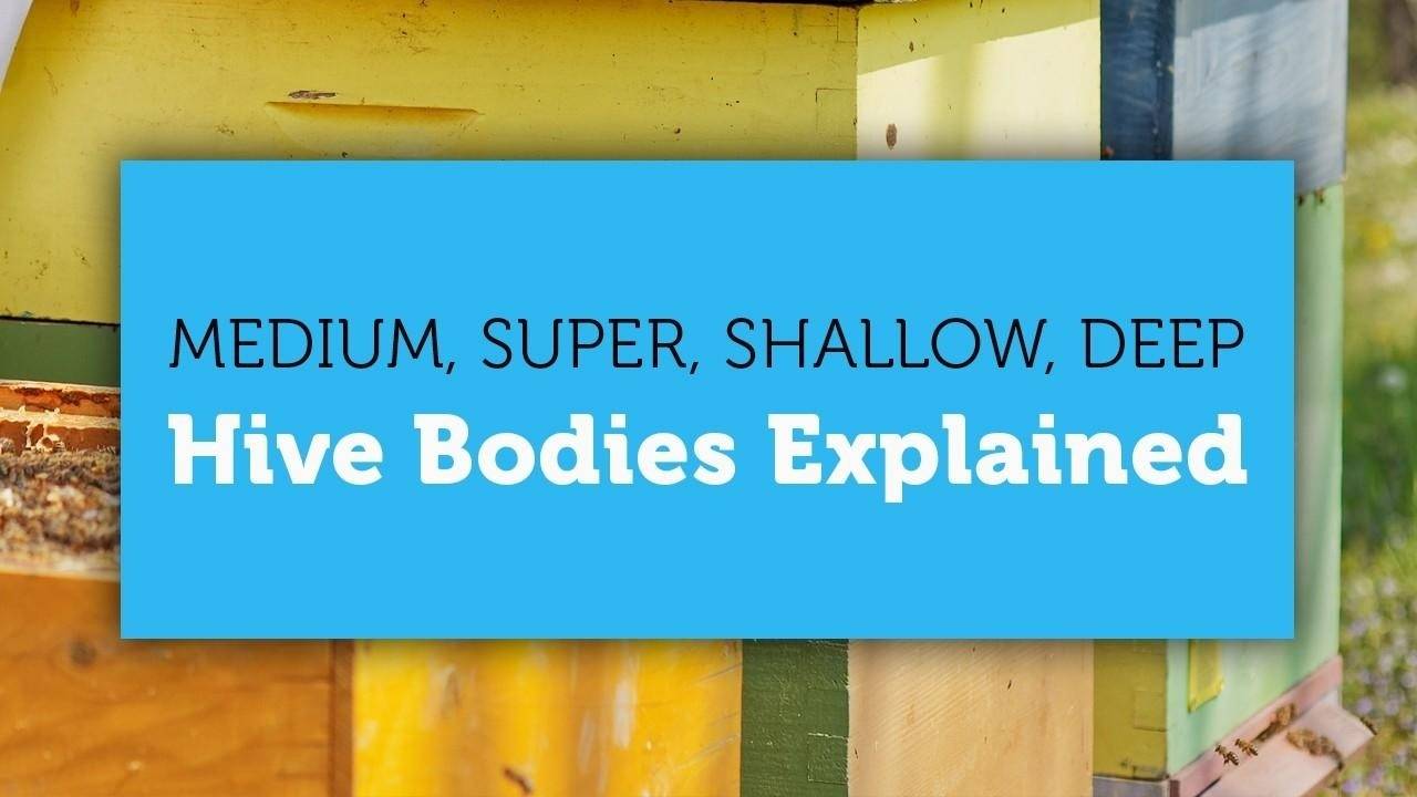 Deep, Medium, Shallow - The Boxes of a Beehive Explained.