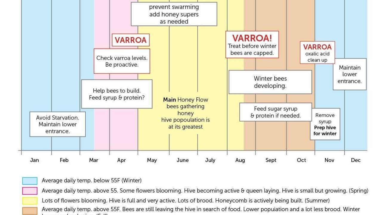 Seasonal Beekeeping Tasks. Free Chart to Download.