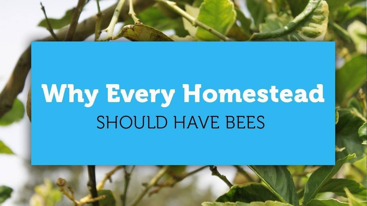 Why Every Homestead Should Have Bees