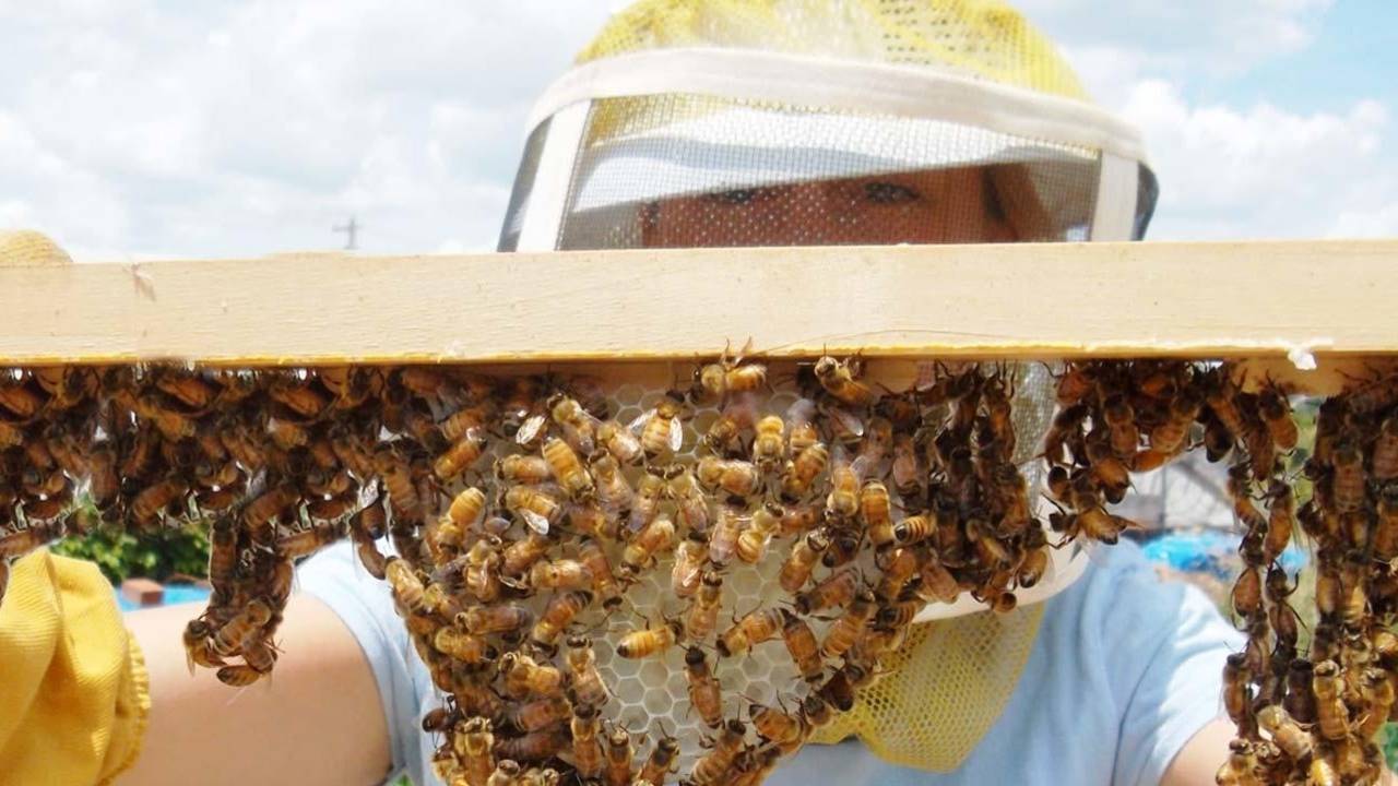 About Beekeeping Made Simple, How I Started Beekeeping