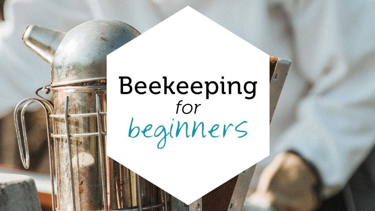 Beekeeping for Beginners, An Online Beekeeping Class