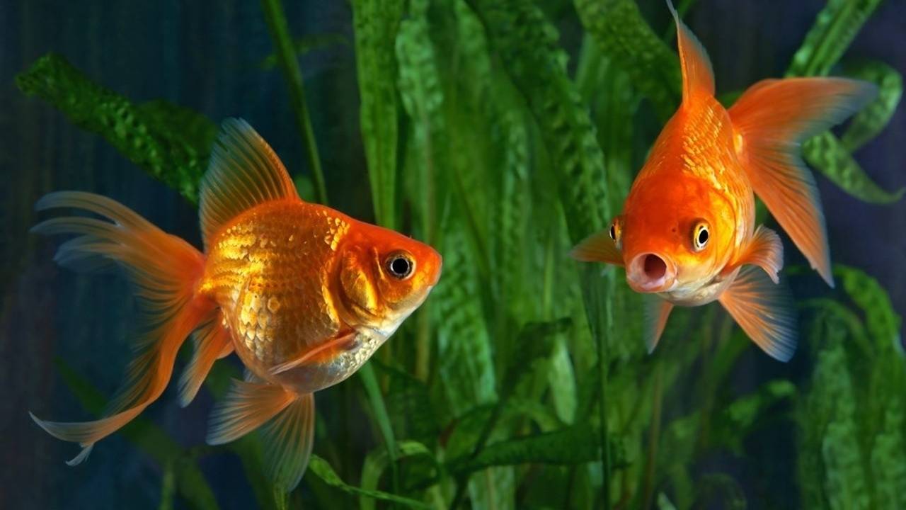 Que pouvons-nous apprendre du poisson rouge?