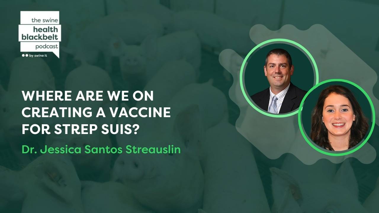 Where are we on creating a vaccine for Strep suis?