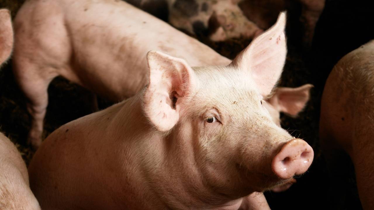 No pigs allowed 🚫