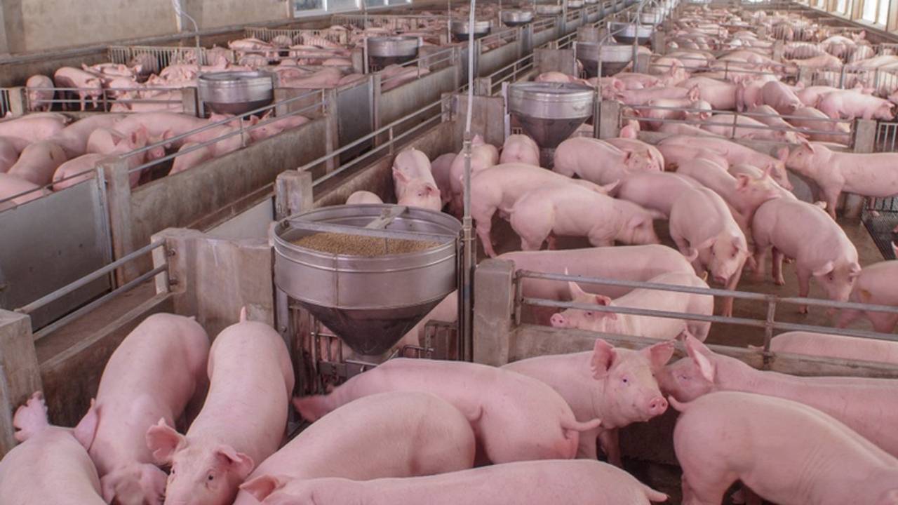 Swine nutrition - more is always better?