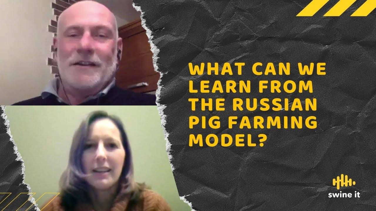What can we learn from the Russian pig farming model?