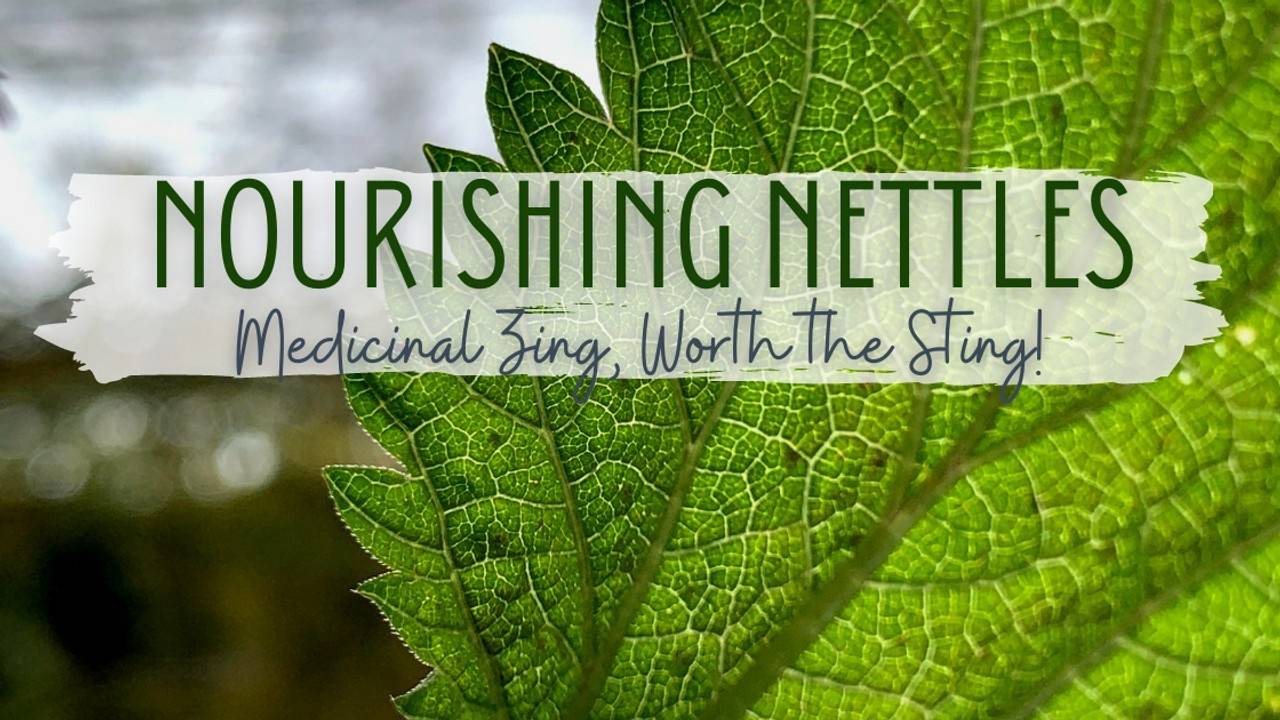 Sustainably Harvest and Use Stinging Nettles for Allergies & Health