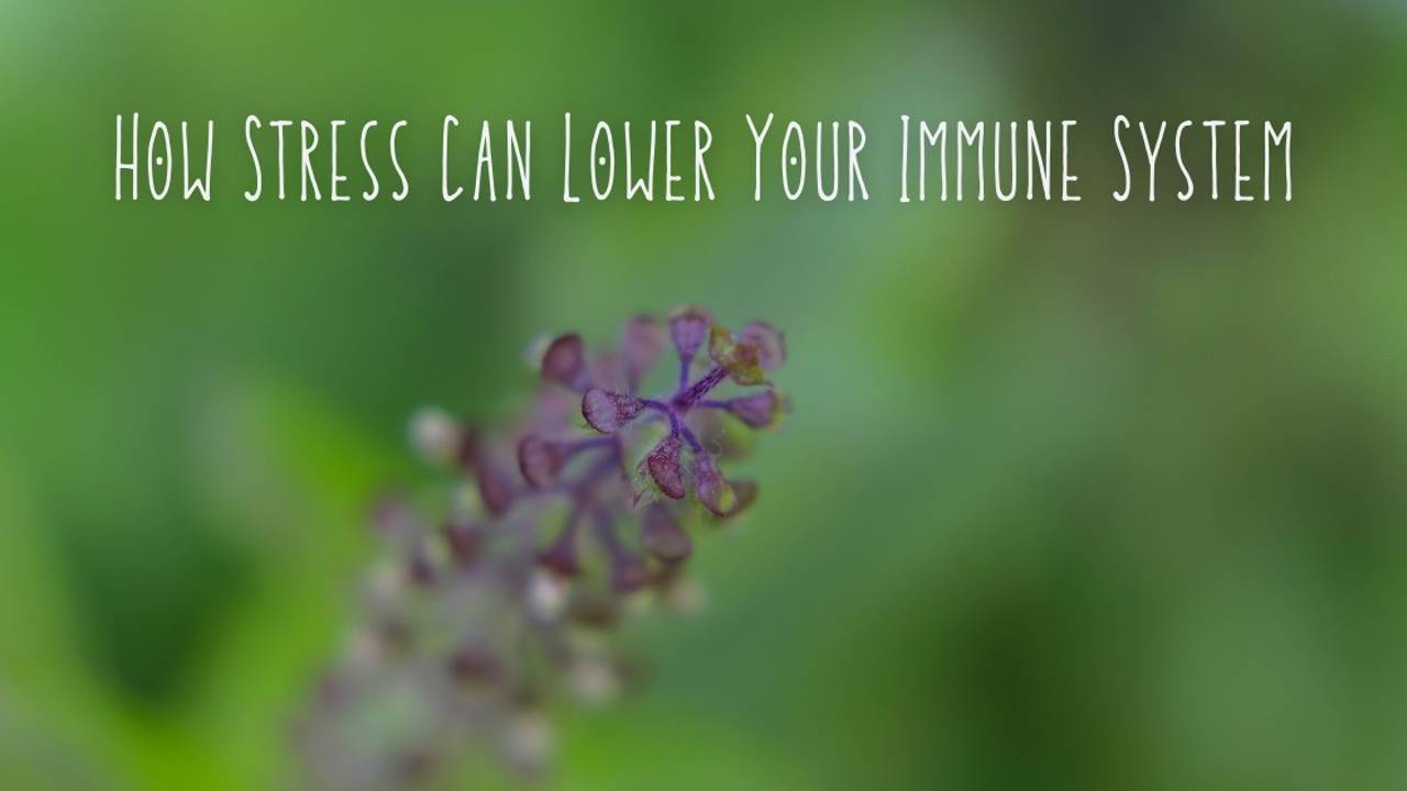 How Stress Can Lower Your Immune System