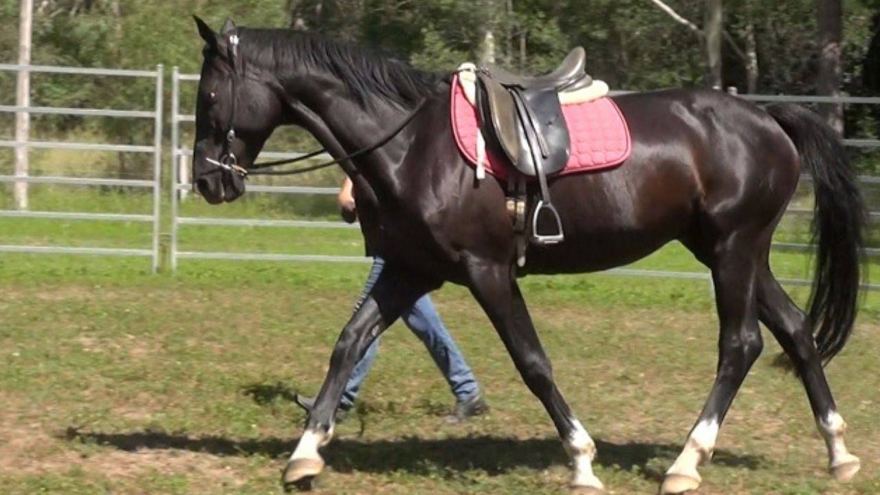 Horse Deals: Short-Reining