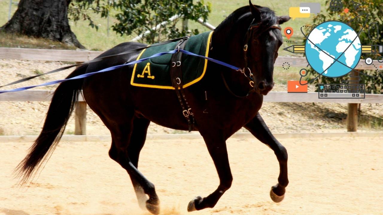 Long-Reining