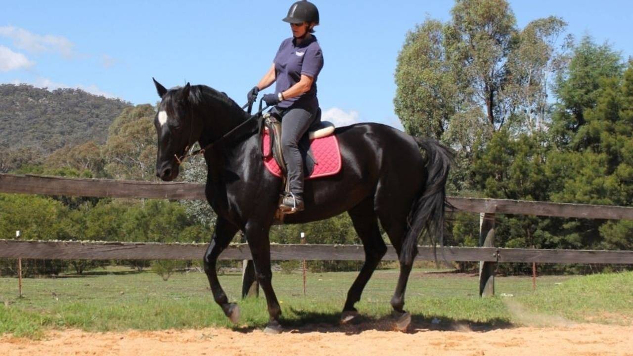 Teaching Give to the Bit: Horse Deals Training Series (Part 1)