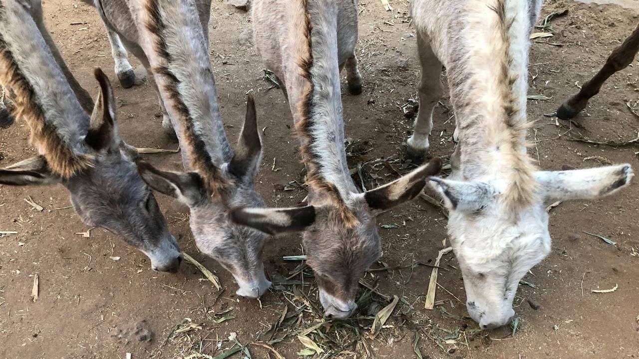 India: Donkeys