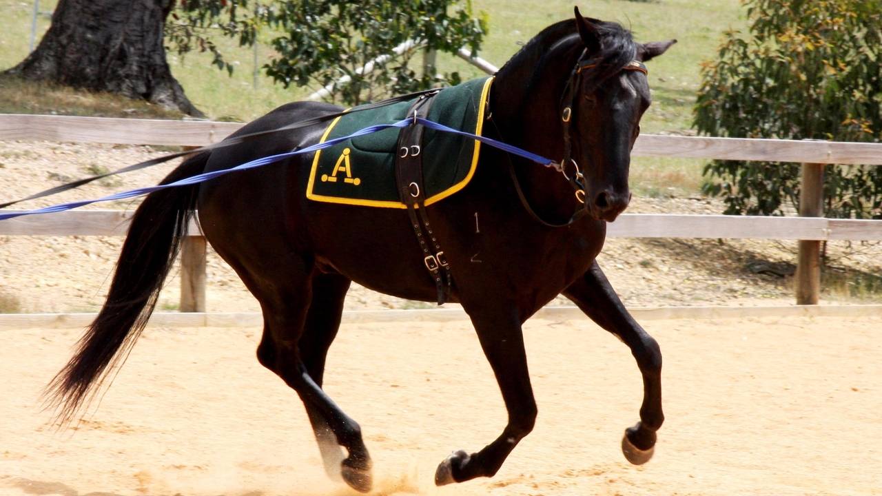 Day 24 - Long-Reining