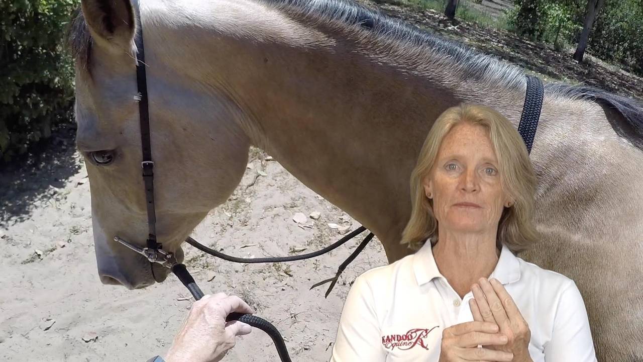 Teaching Your Horse to Stop