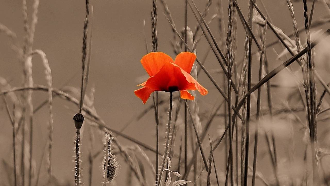 The Wound / Die Wunde