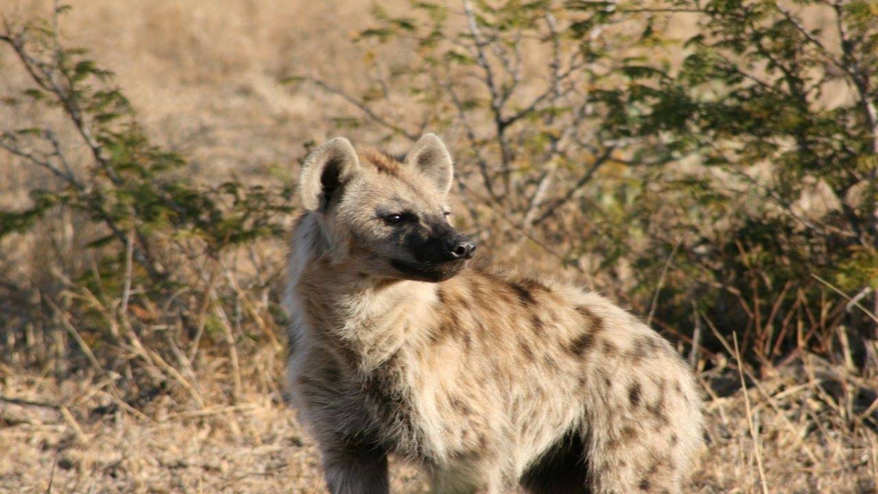 Relationship between leopard and spotted hyena using camera trap data