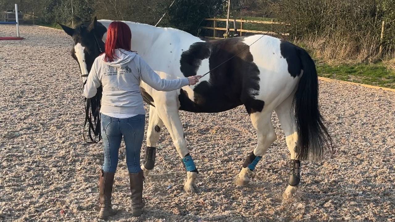 In Hand Exercises for your horse: Online Course