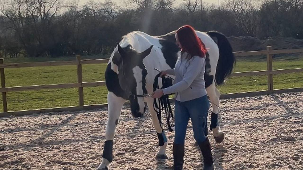 3 Fast And Simple Steps to Improve Your Horses Movement
