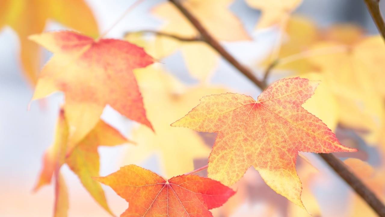 A Complete Fall Design Guide for Your Home, Lifestyle & Kitchen