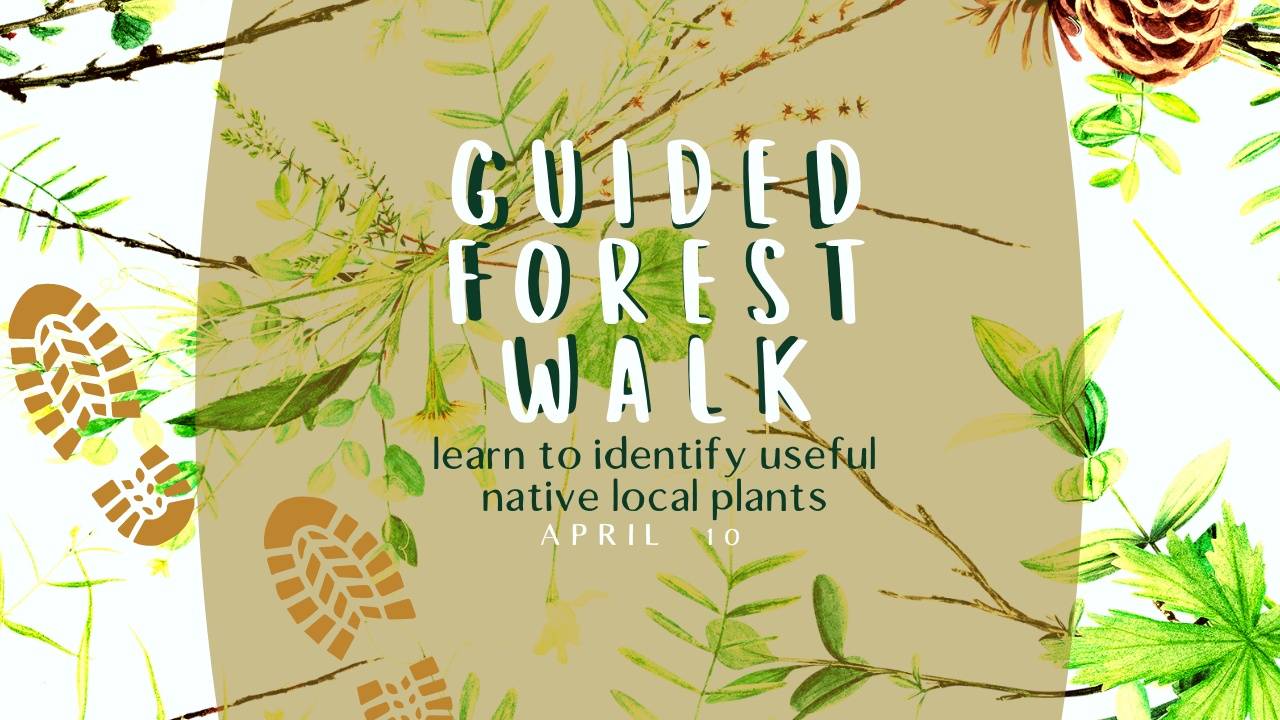 Guided Forest Walk