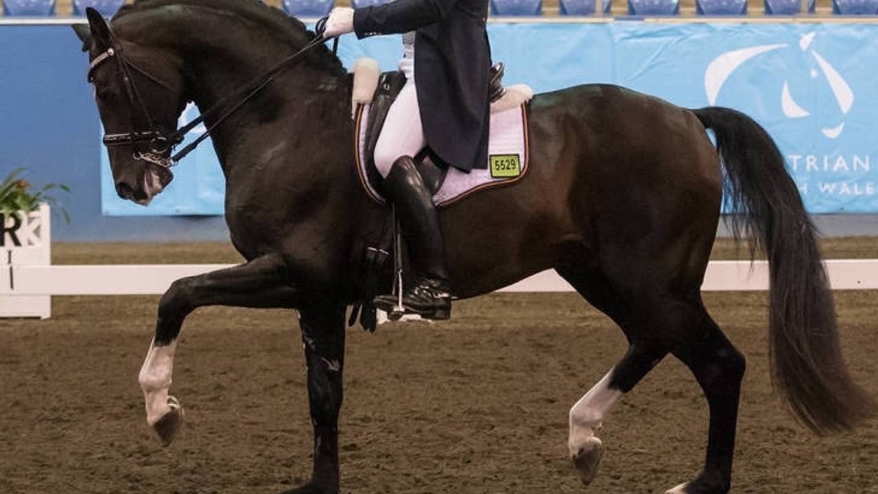 How to Ride a Half-Halt