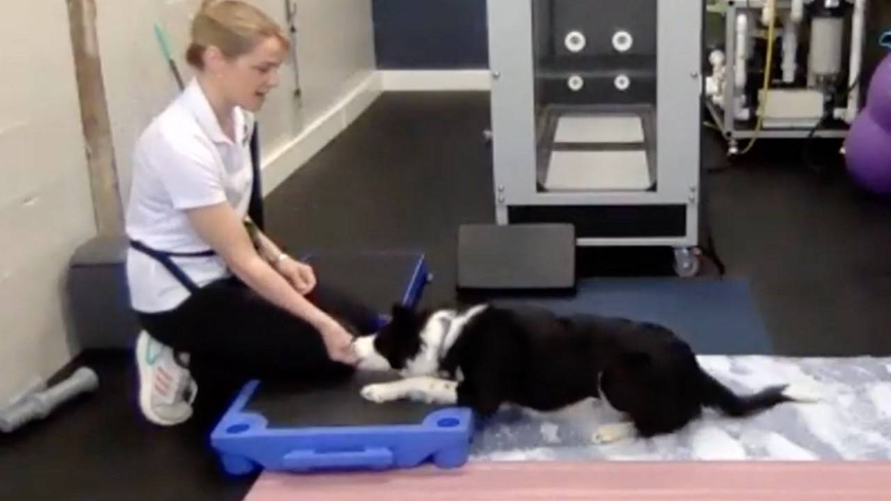 Warm Up, Strengthen, and Stretch the Glutes in your Sporting Canine