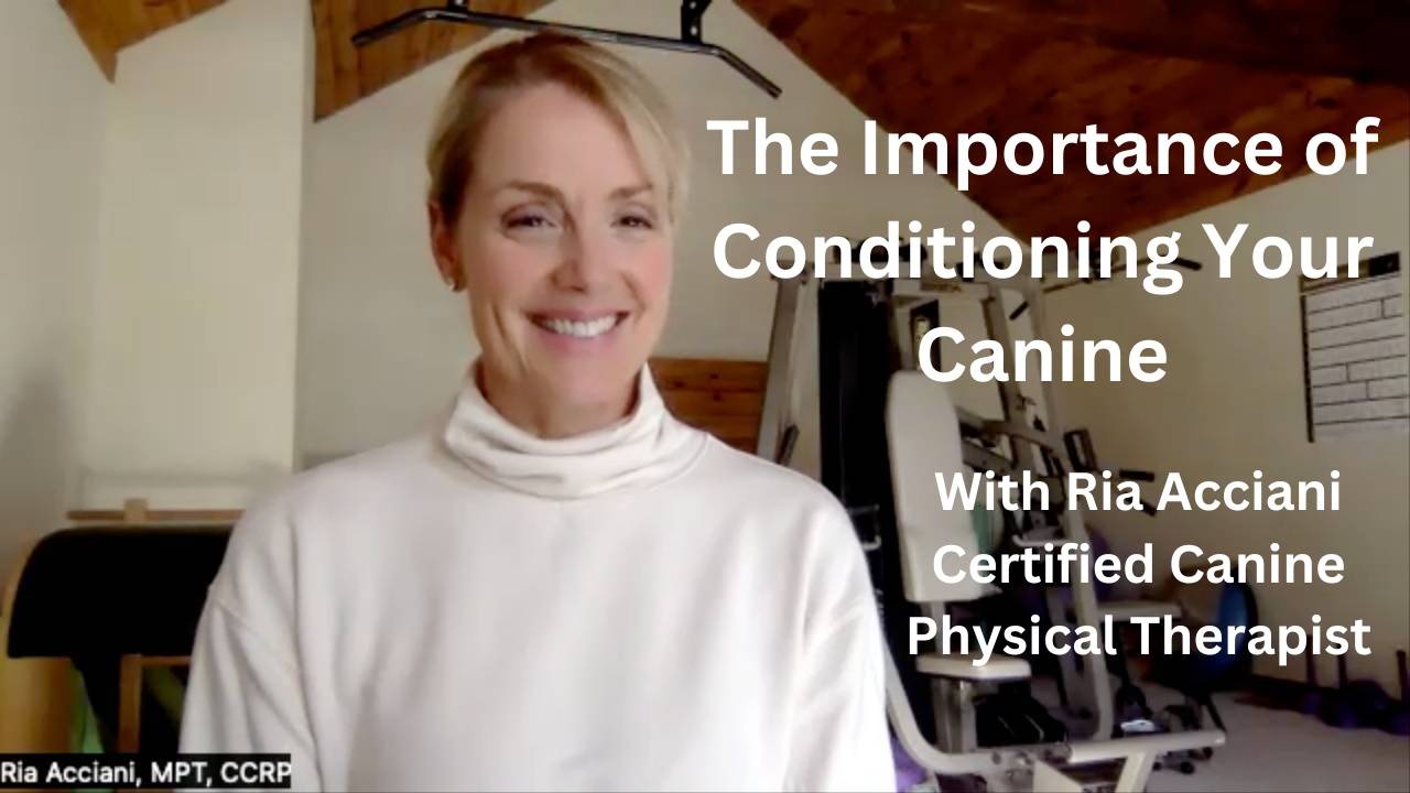 The Importance of Conditioning for a Happy, Healthy Dog