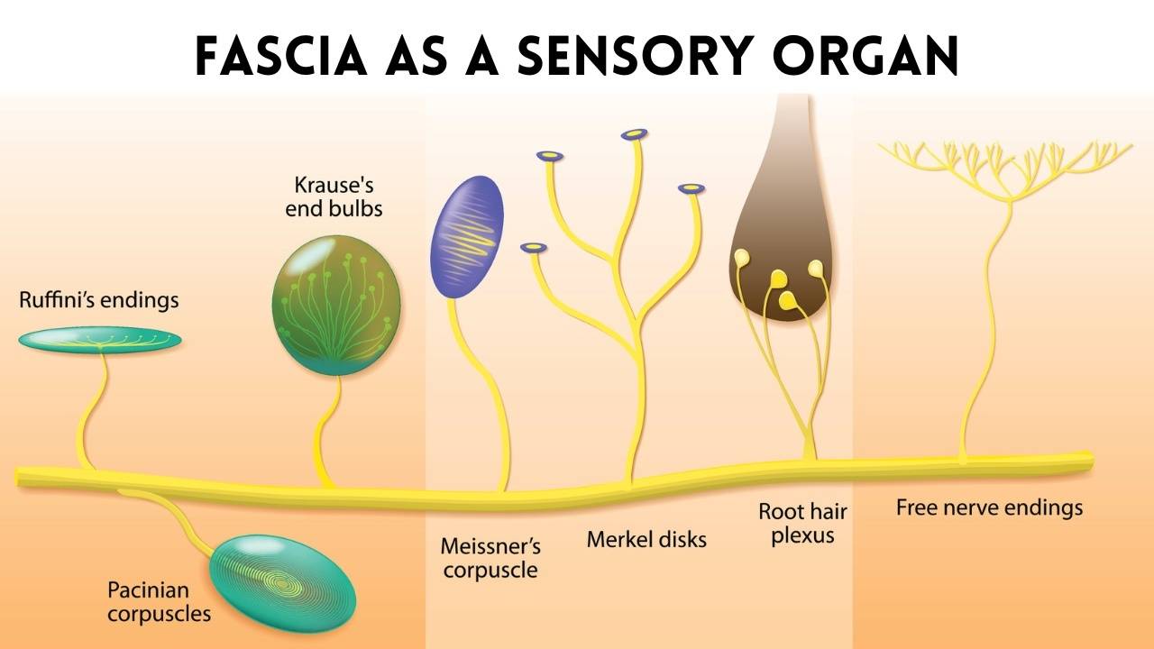 Fascia as a Sensory Organ