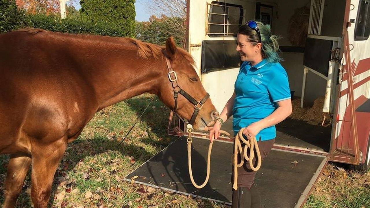 Tips on Trailer Loading Practice Sessions