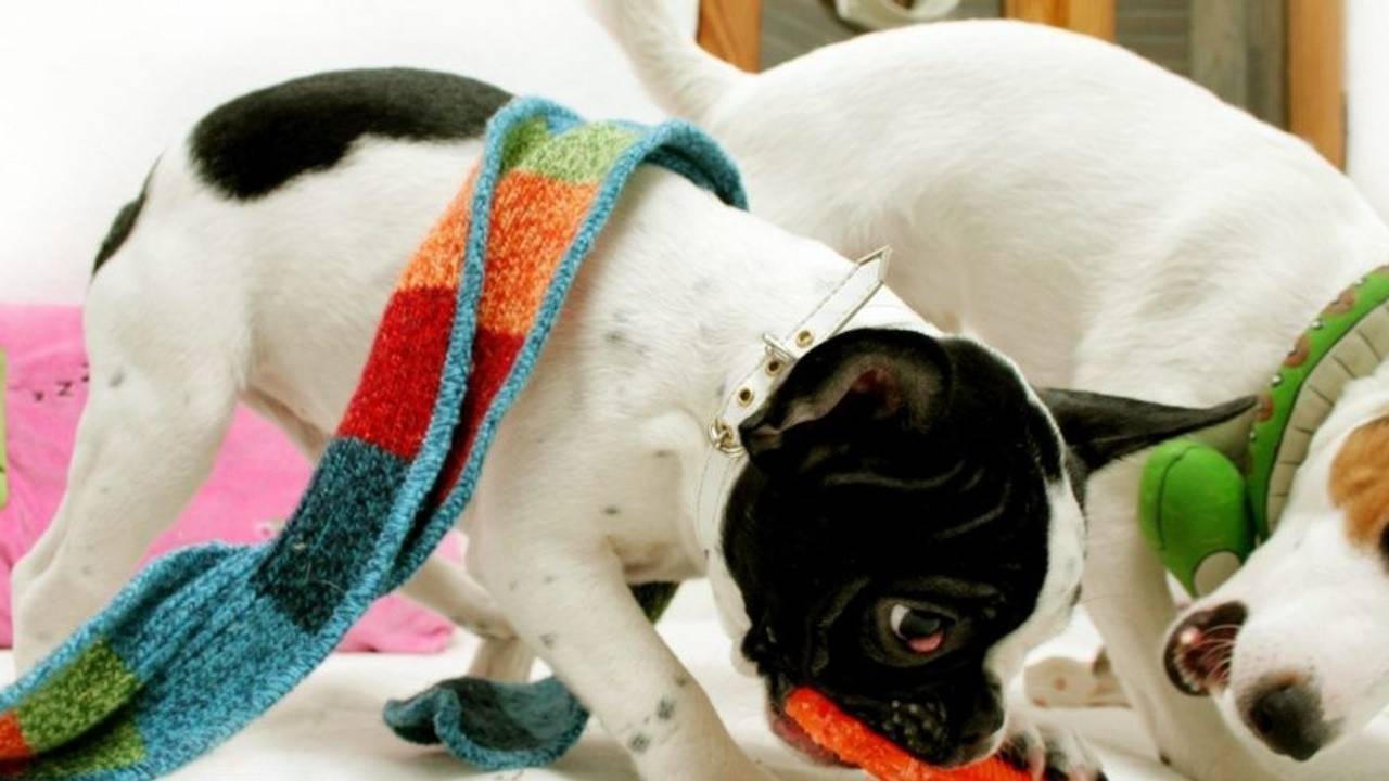 Tips for a Peaceful Multi-Dog Home