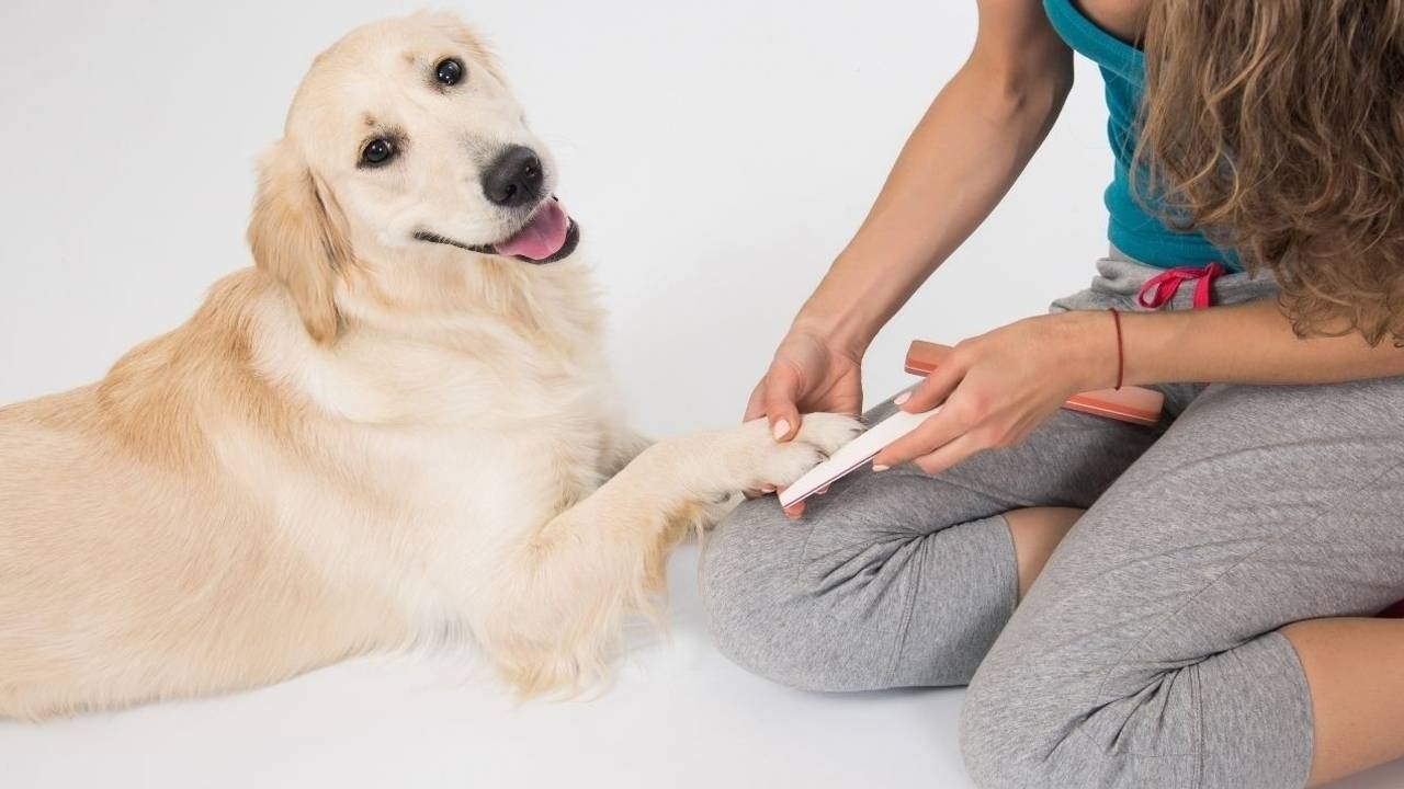 Nail Filing for Dogs Part 3: Filing Nails