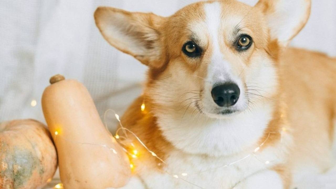 Five Holiday Pitfalls to Avoid with Your Fearful Dog