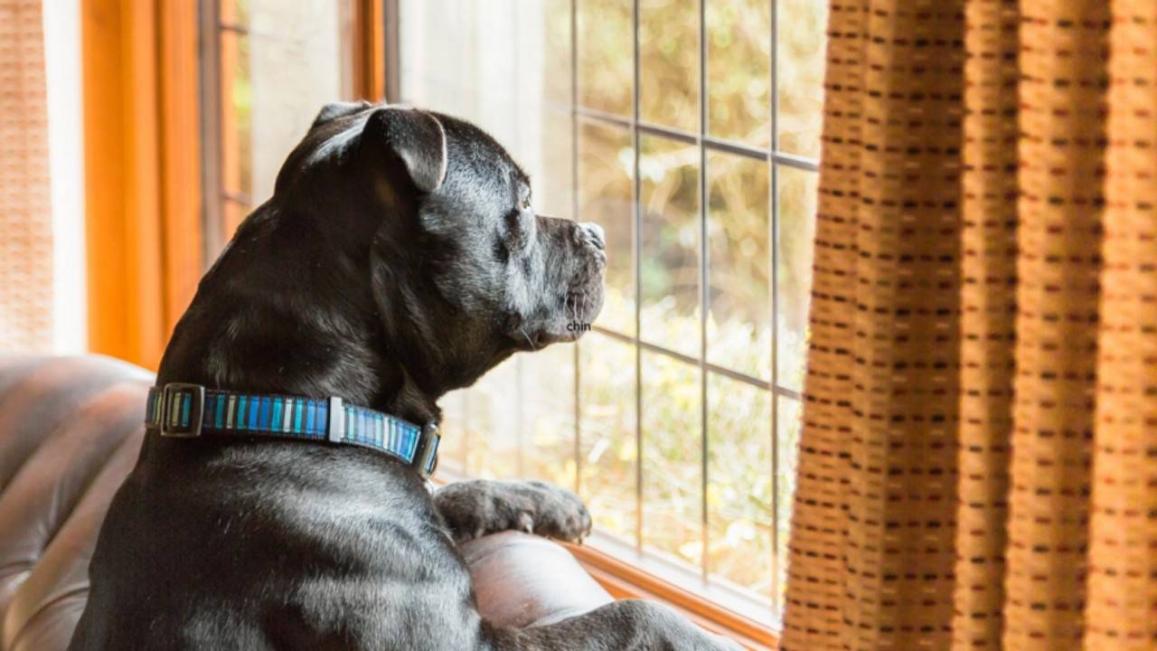 Easy Steps to Reduce Barking at Home
