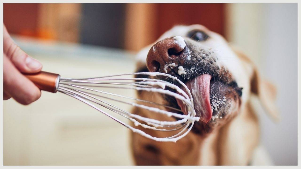 More Effective Dog Training: How to Reinforce