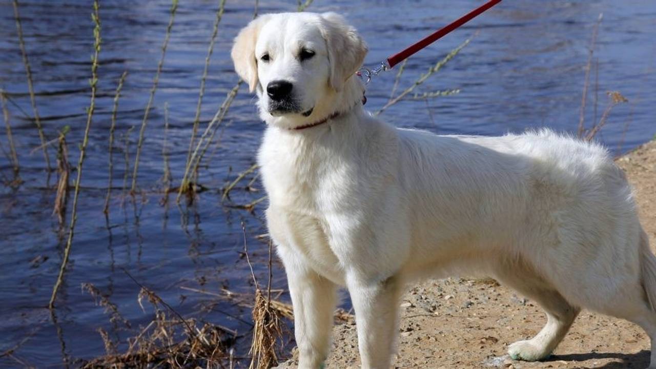 “Find it” for Reactive Dogs Part 3: Adding “Triggers”