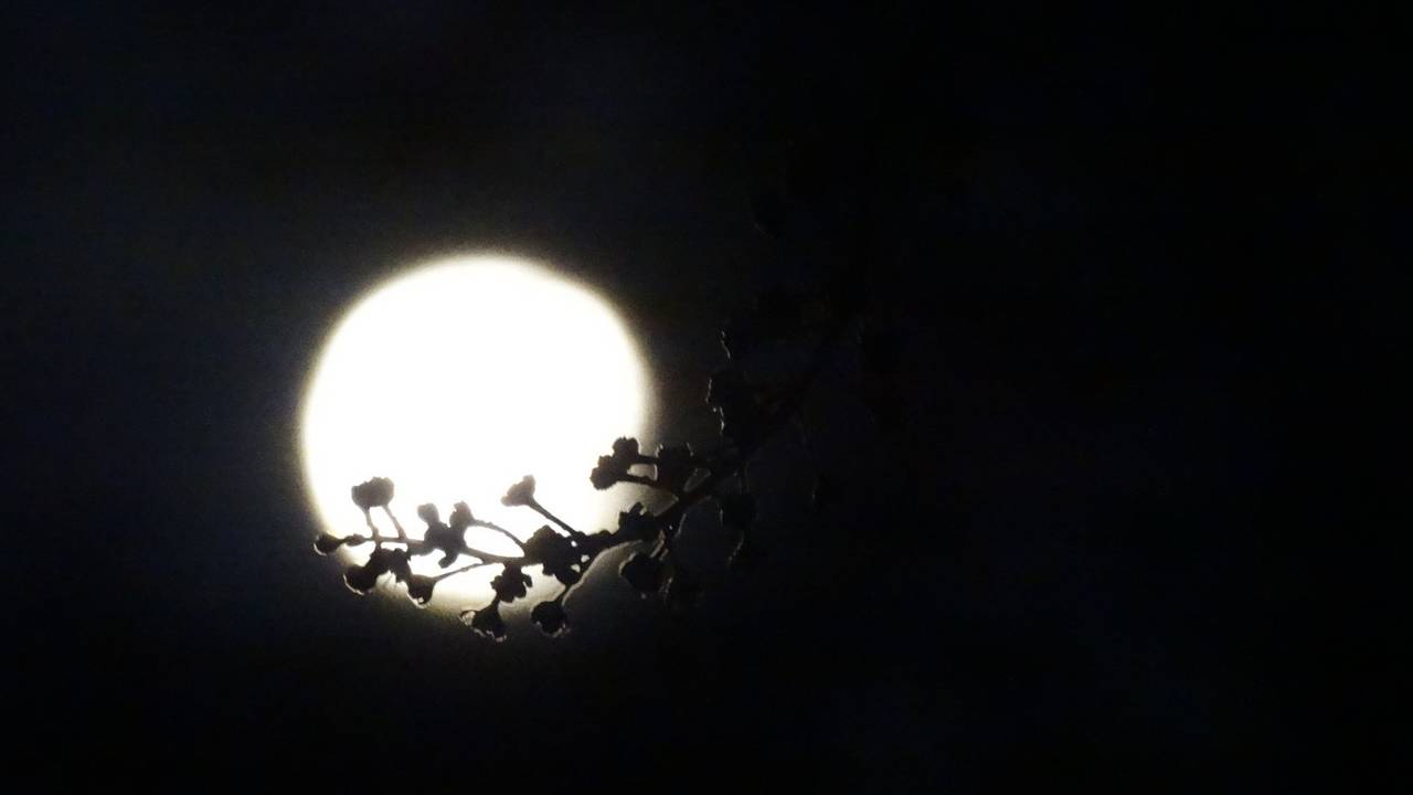 Poke Root and Poke Berry Medicine